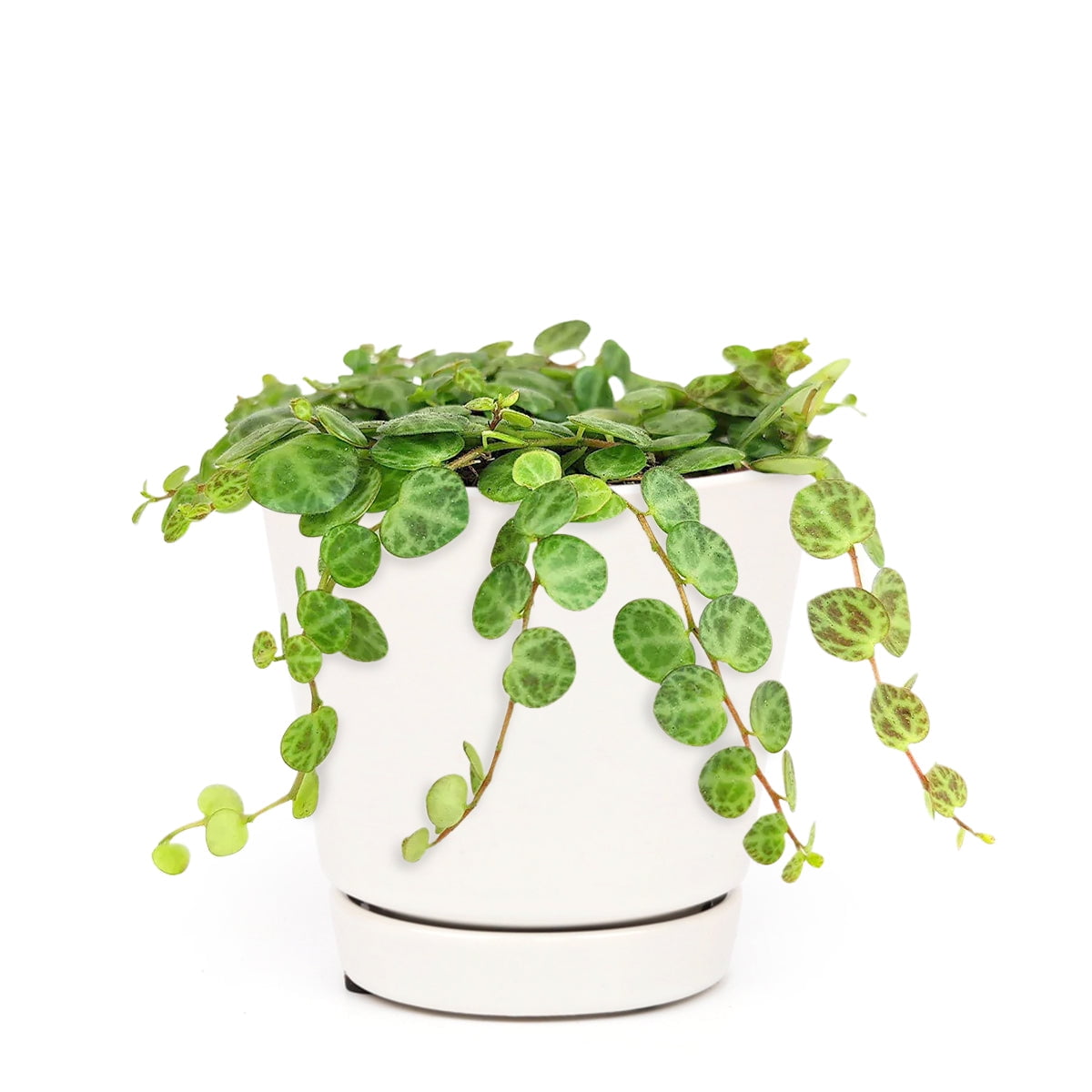String of Turtles (4"+ Minimalist Pot) - Live Healthy Succulent for ...