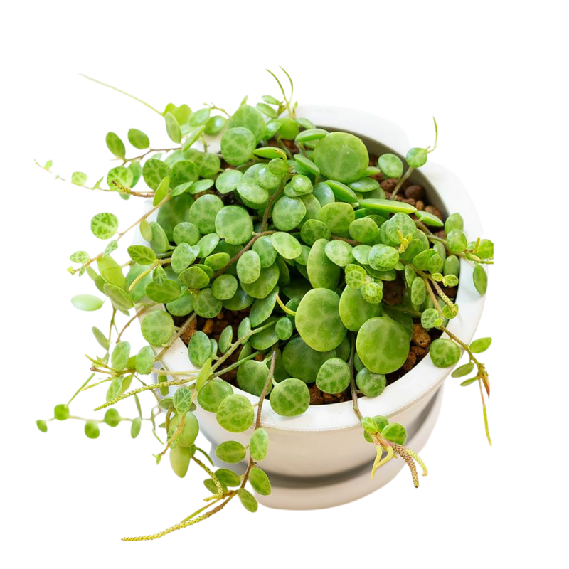 String of Turtles Live Plant, Succulents Plants Live in 3'' Pot, Indoor ...