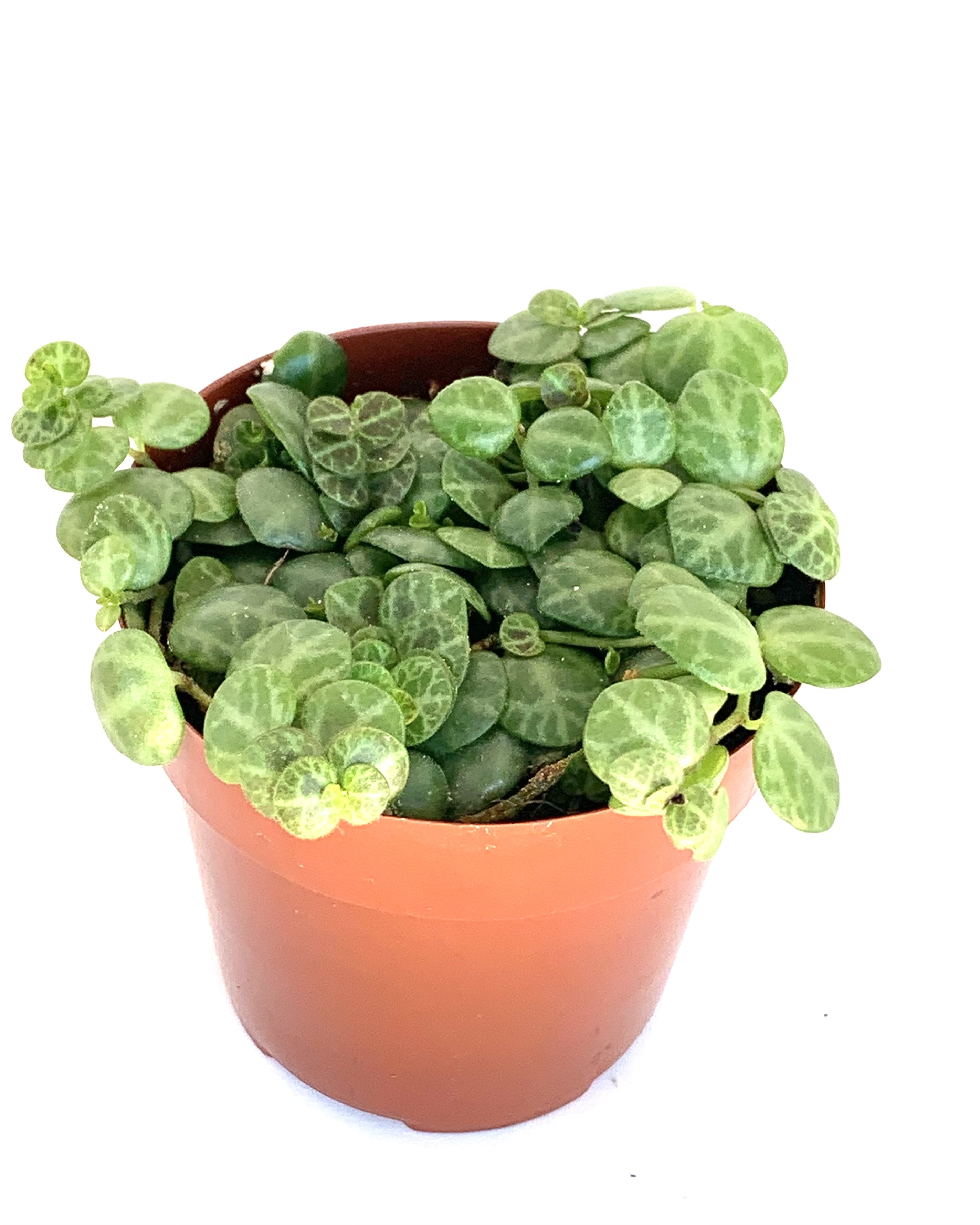 String of Turtles Live Plants 4 in Pot - Walmart.com