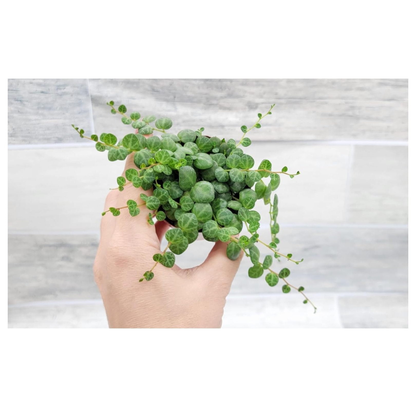 String of Turtles,Peperomia Prostrata Plant Live Rare Houseplants All Plants are Fully Rooted ...
