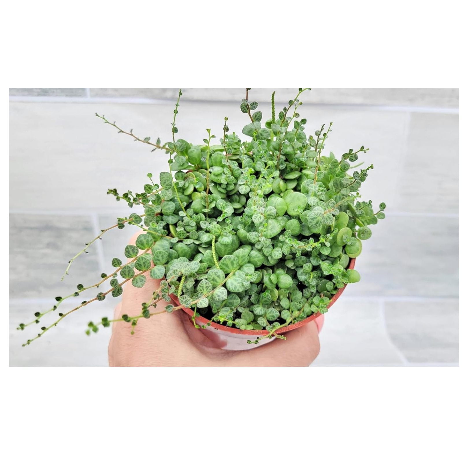 String of Turtles,Peperomia Prostrata Plant Live Rare Houseplants All Plants are Fully Rooted ...