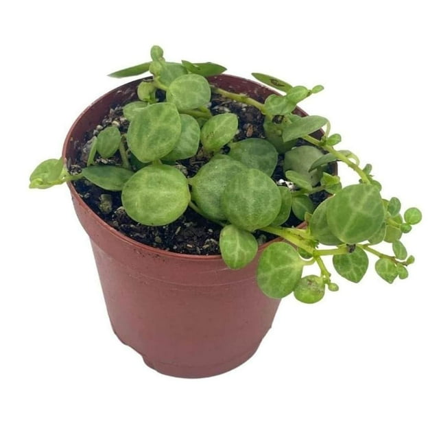 String of Turtles Peperomia Prostrata, Vining Plant, Live Tiny Mini Pixie Plant, 2 inch Pot by ...