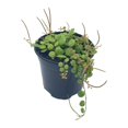 String of Turtles, Peperomia prostrata, Vining Plant, Live in a 4 inch Pot by BubbleBlooms ...