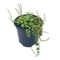 String of Turtles, Peperomia prostrata, Vining Plant, Live in a 4 inch Pot by BubbleBlooms ...