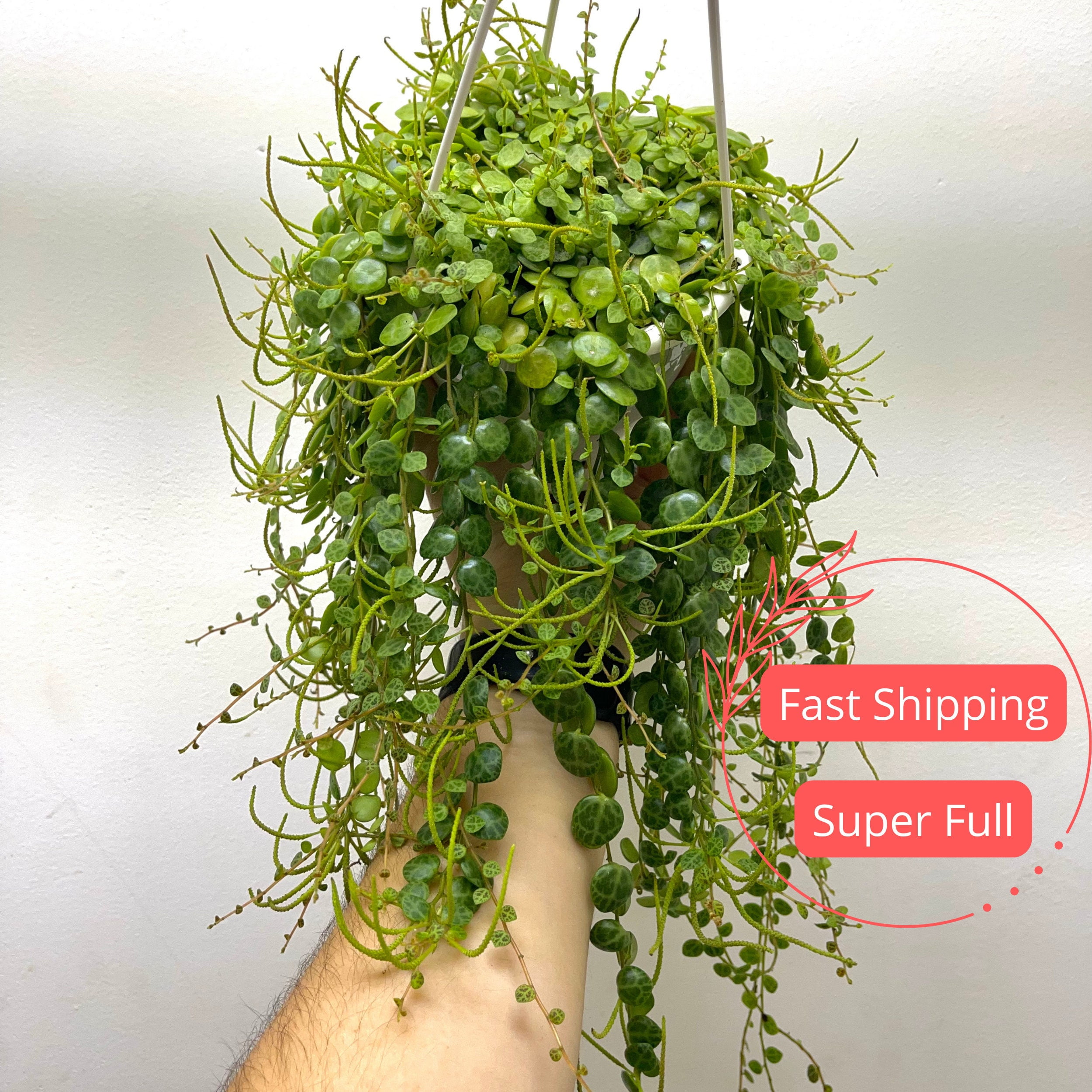 String of Turtles Succulent Plants | Peperomia Prostrata | Turtle ...