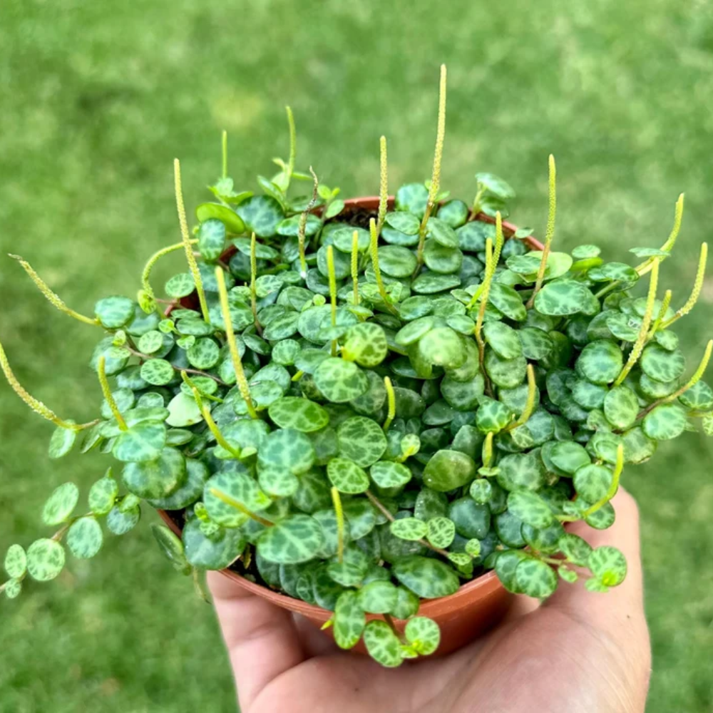 String of Turtles Vine, 4" Pot, Trailing Succulent Plant Live, Hanging ...