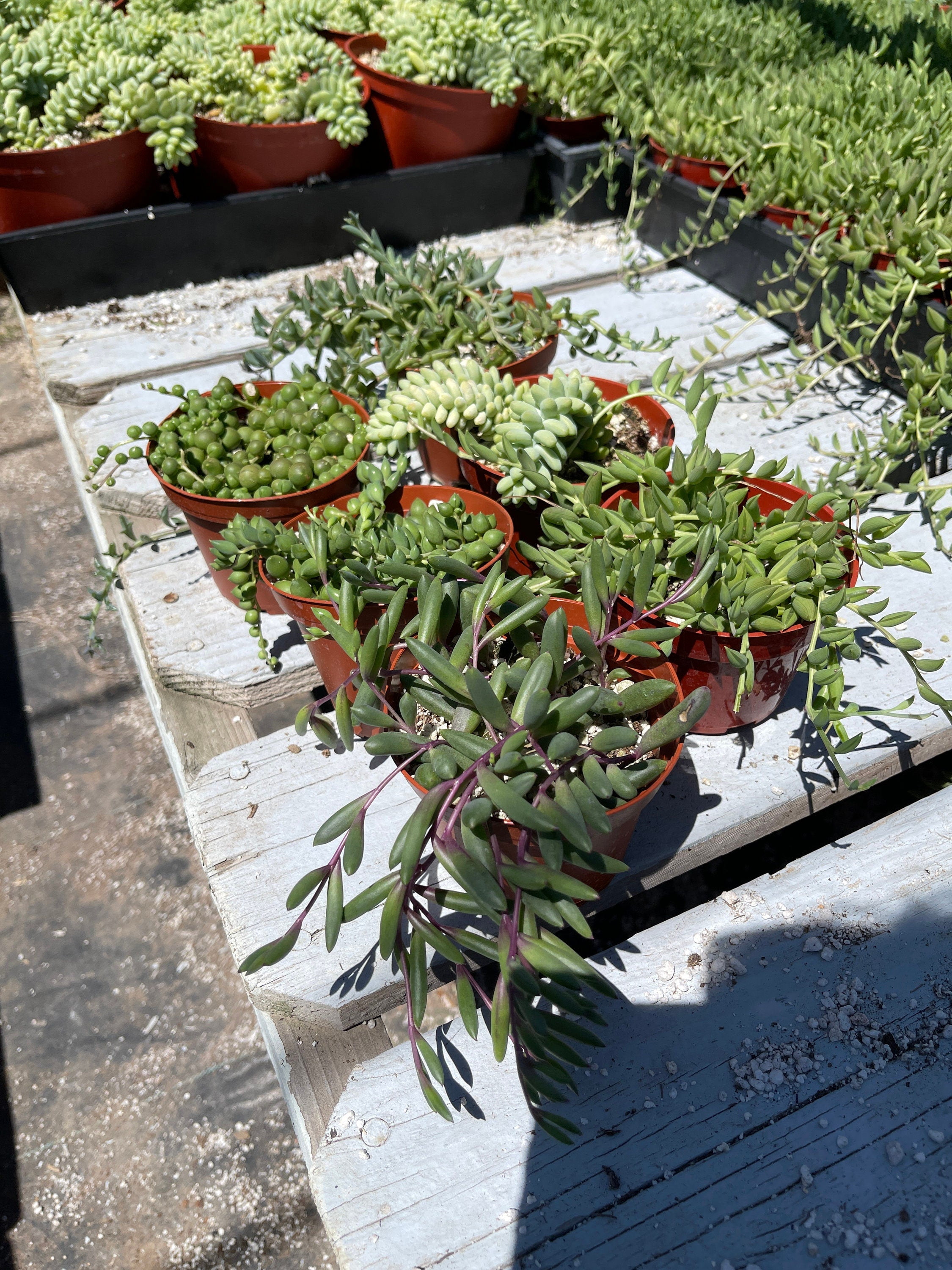 Strings of Things Bundle Collection 6 pack : String of Dolphins, Donkey Tail, String of Bananas ...