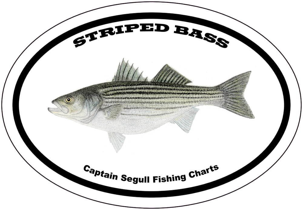 Striped Bass Bumper Sticker - Walmart.com