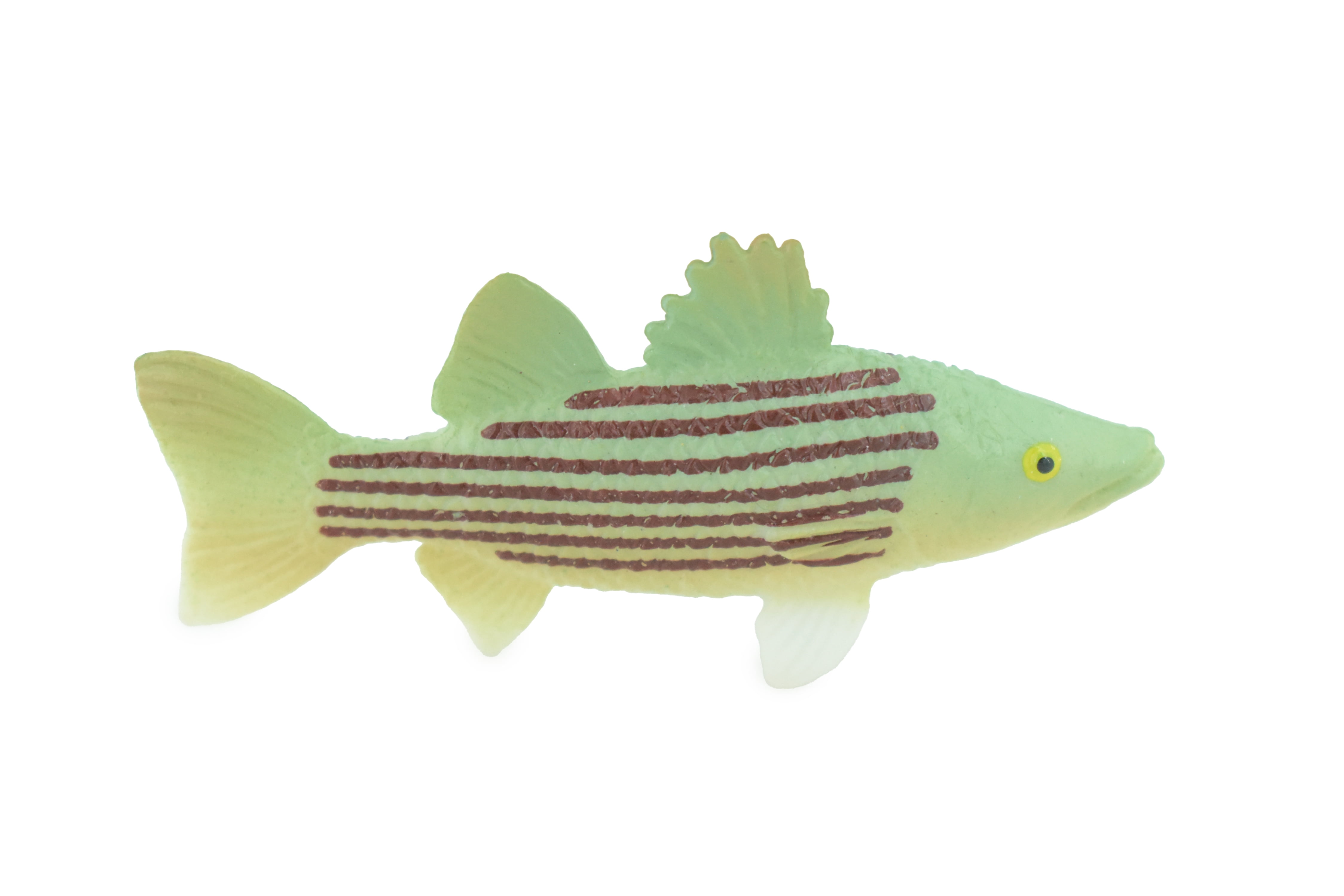 Striped Bass, Striper, Line Sider, Linesider, Rubber Fish, Educational ...