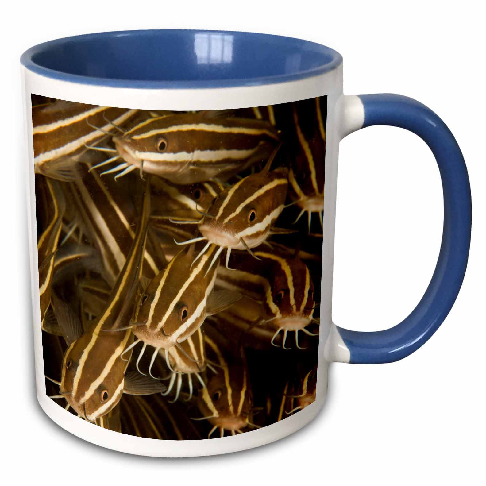 Striped Catfish, Puerto Gallera, Philippines-AS29 SWS0090 - Stuart ...