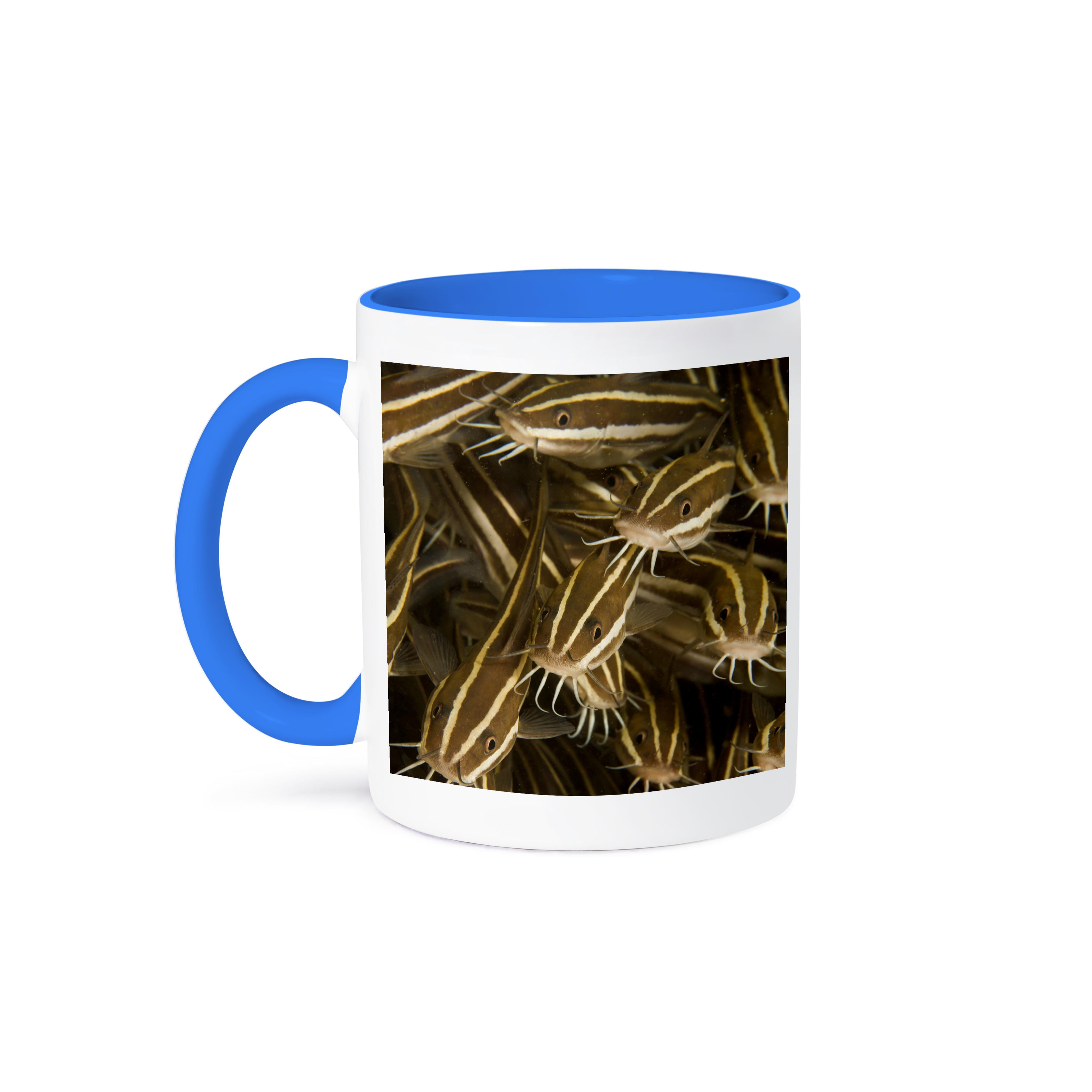 3dRose, Striped Catfish, Puerto Gallera, Philippines-AS29 SWS0090 ...