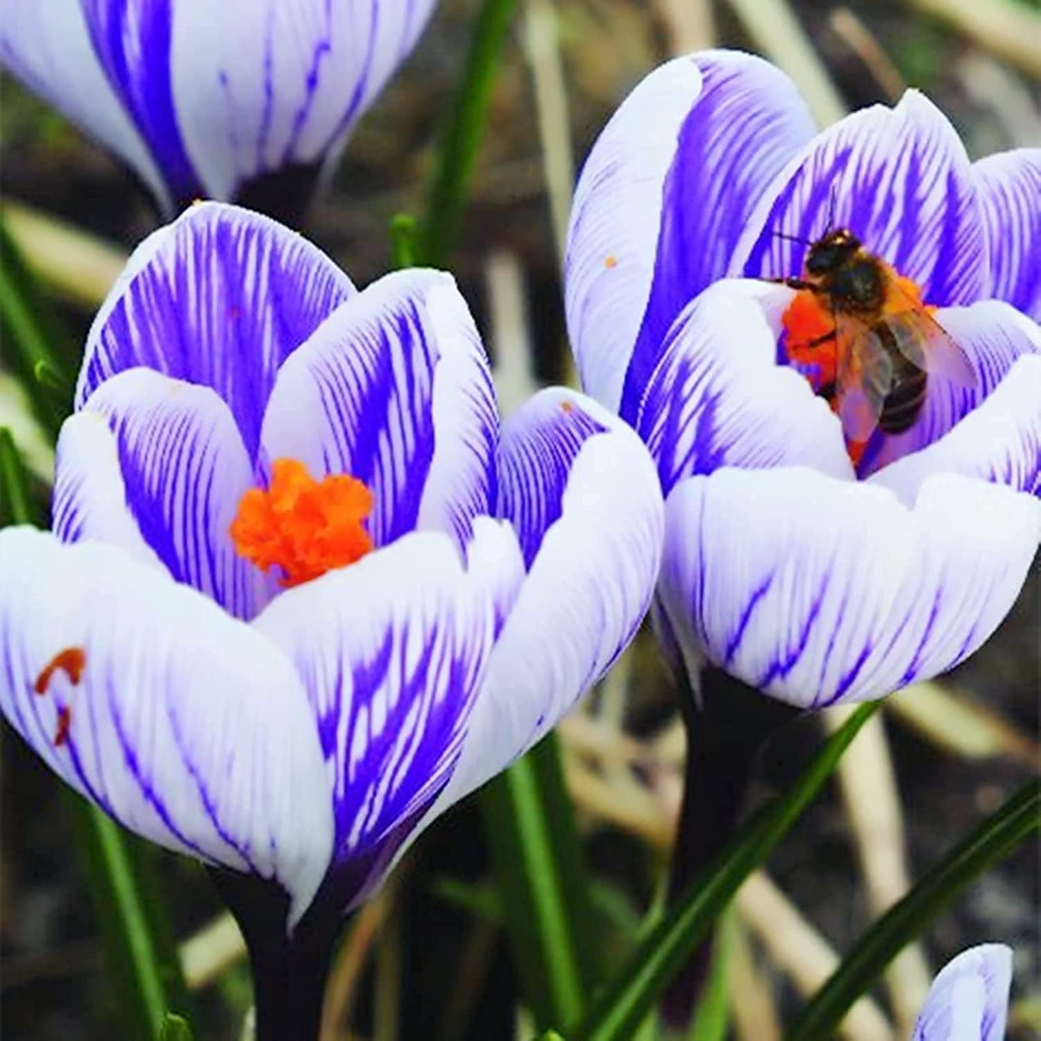 CZ Grain Striped Crocus Bulbs, 10 Pack, Hardy Spring Flowers, Sun or ...