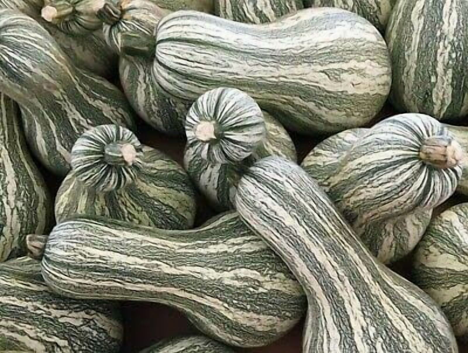 Striped Cushaw Gourd Seeds for Planting | 20 Seeds | Rare White Squash ...