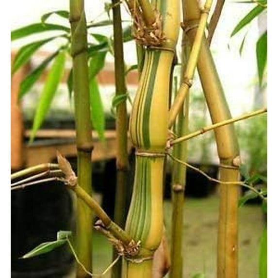 Striped Dwarf Buddha Belly Bamboo | 1 Live Plant | Bambusa Vulgaris ...
