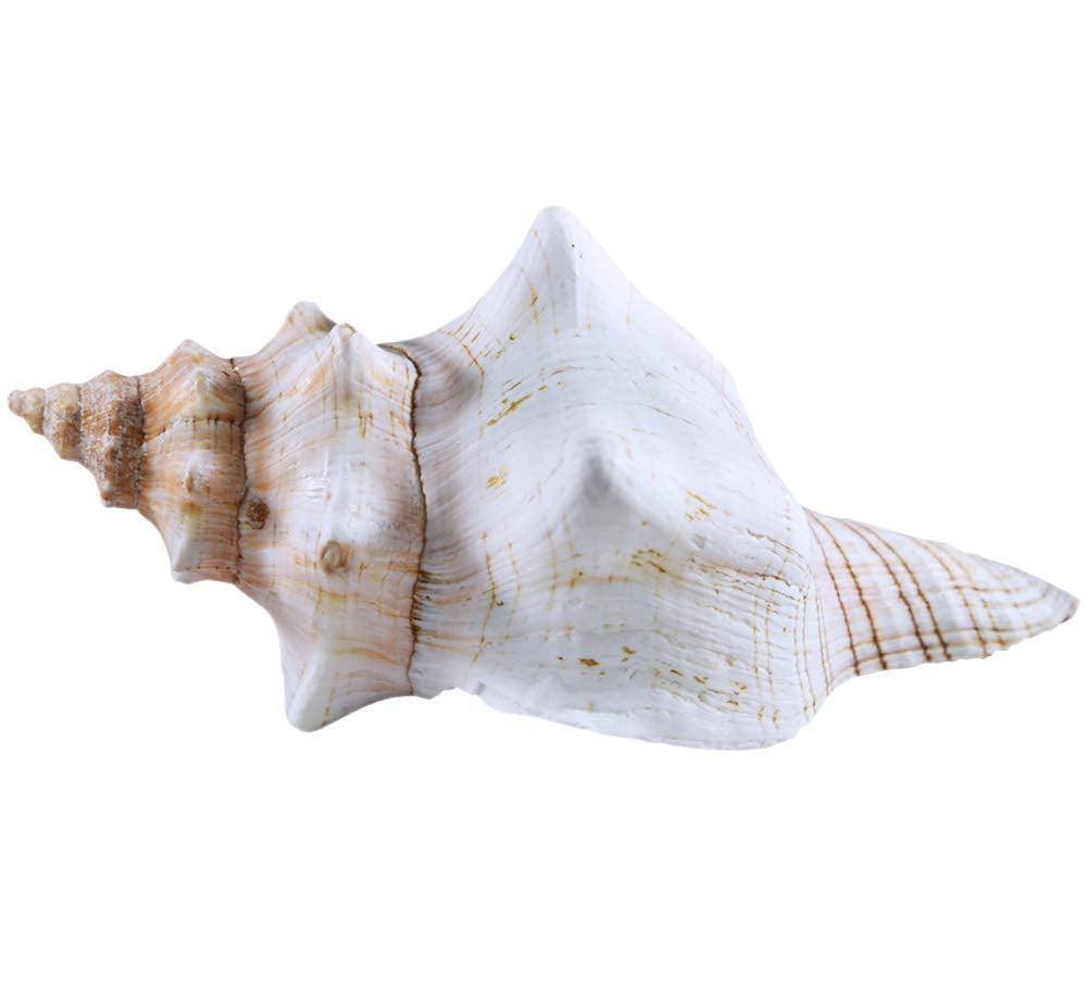 Striped Fox Sea Conch Shell 6"-7" Collector Shell - 1 Piece - for ...