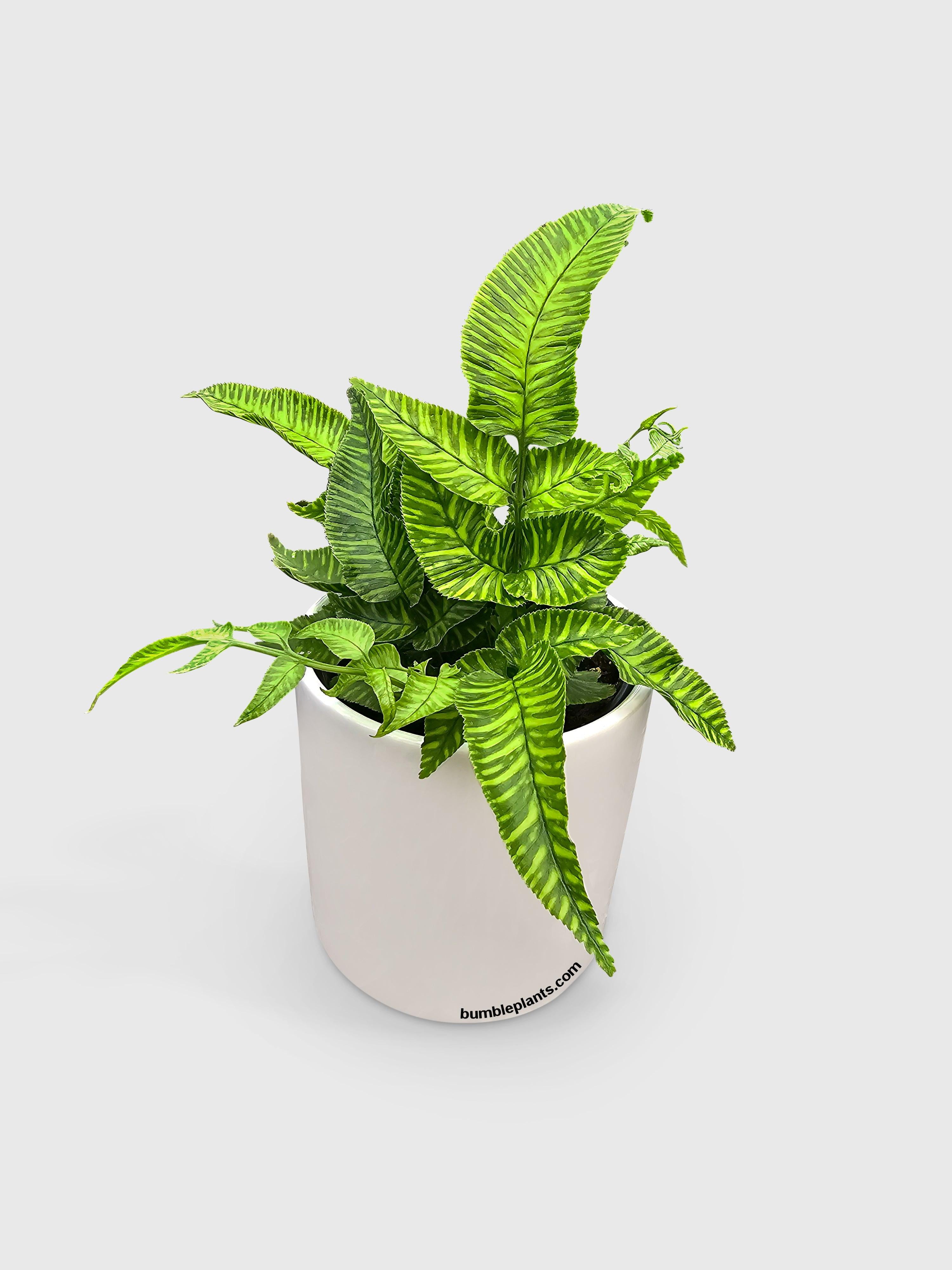 Striped Golden Zebra Bamboo Fern - Live Air-Purifying Indoor Plant in ...