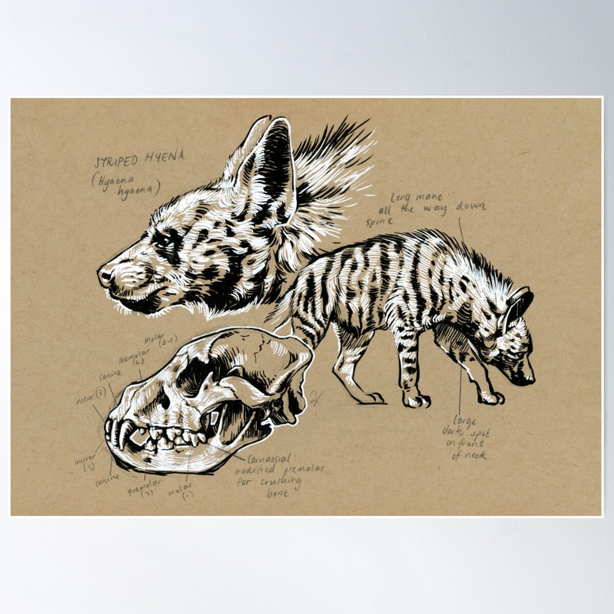Striped Hyena Anatomy Poster Wall Art, Modern Wall Decor For Living ...