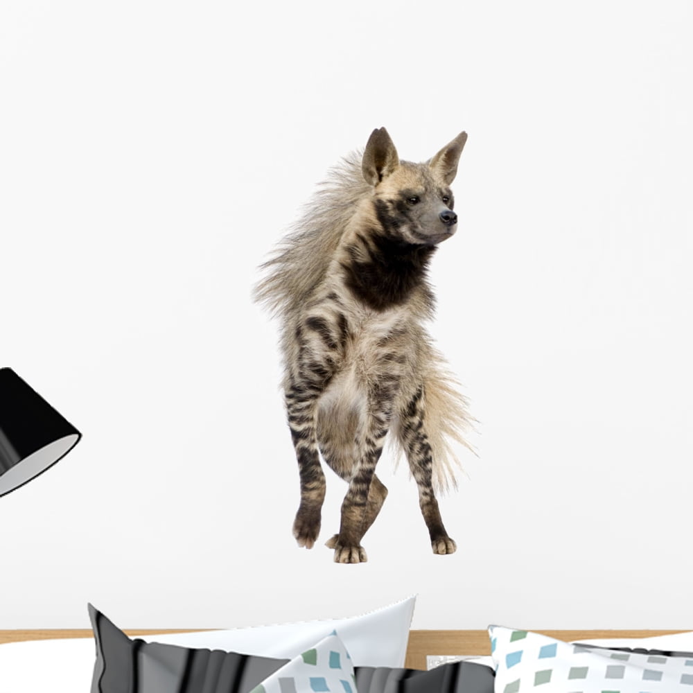 Striped Hyena Front White Wall Decal Sticker, Wallmonkeys Peel & Stick ...