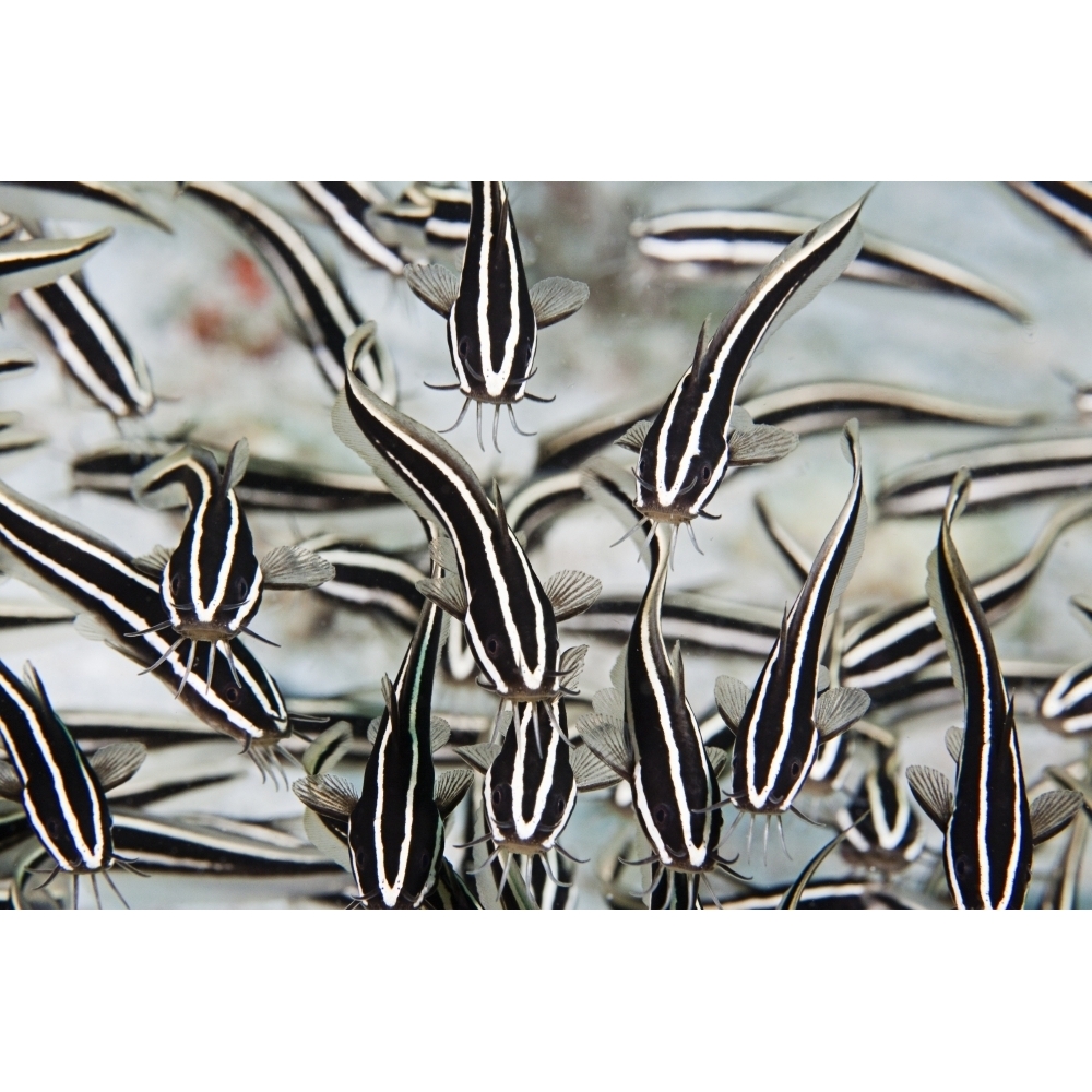 Striped catfish they have venomous spine in front of pectoral fin ...