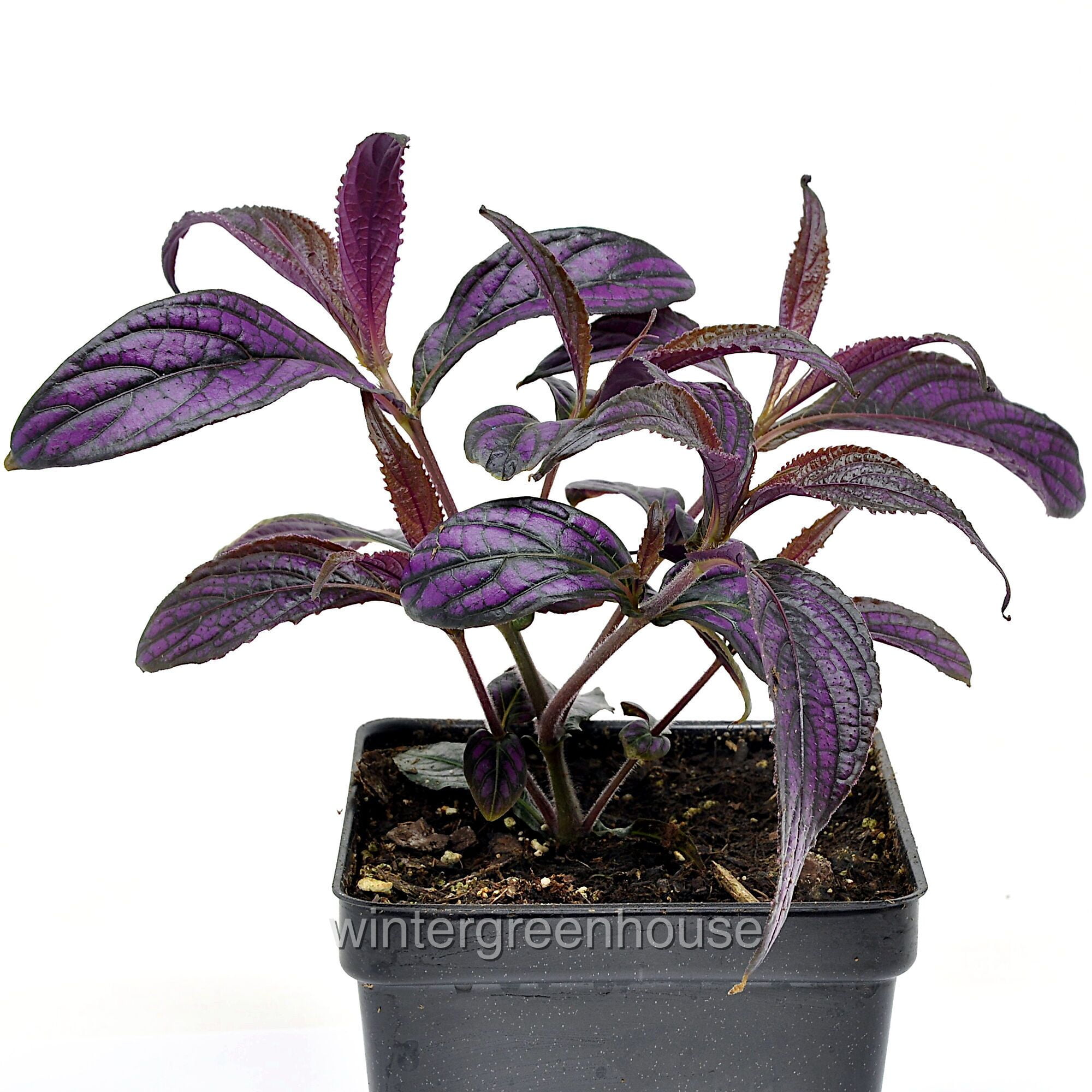 Strobilanthes Dyerianus, Persian Shield - Pot Size: 4.5" - Colorful ...