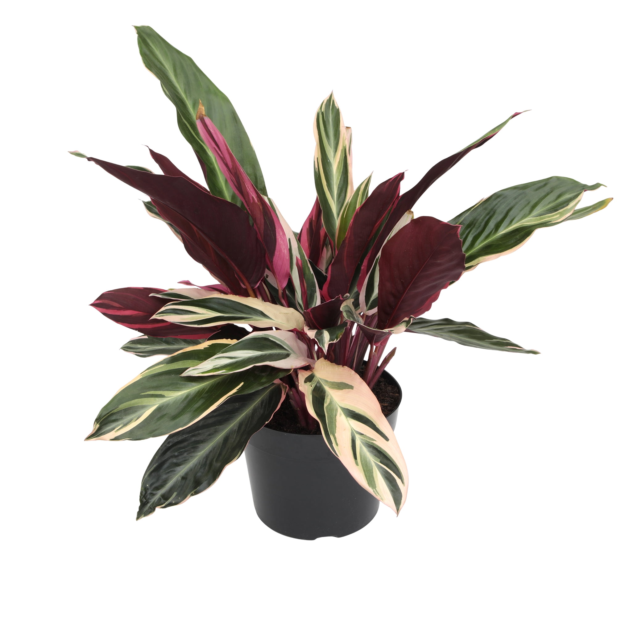 Stromanthe Sanguinea | 8 in. Grow Pot; Full Sun | Houseplant ...