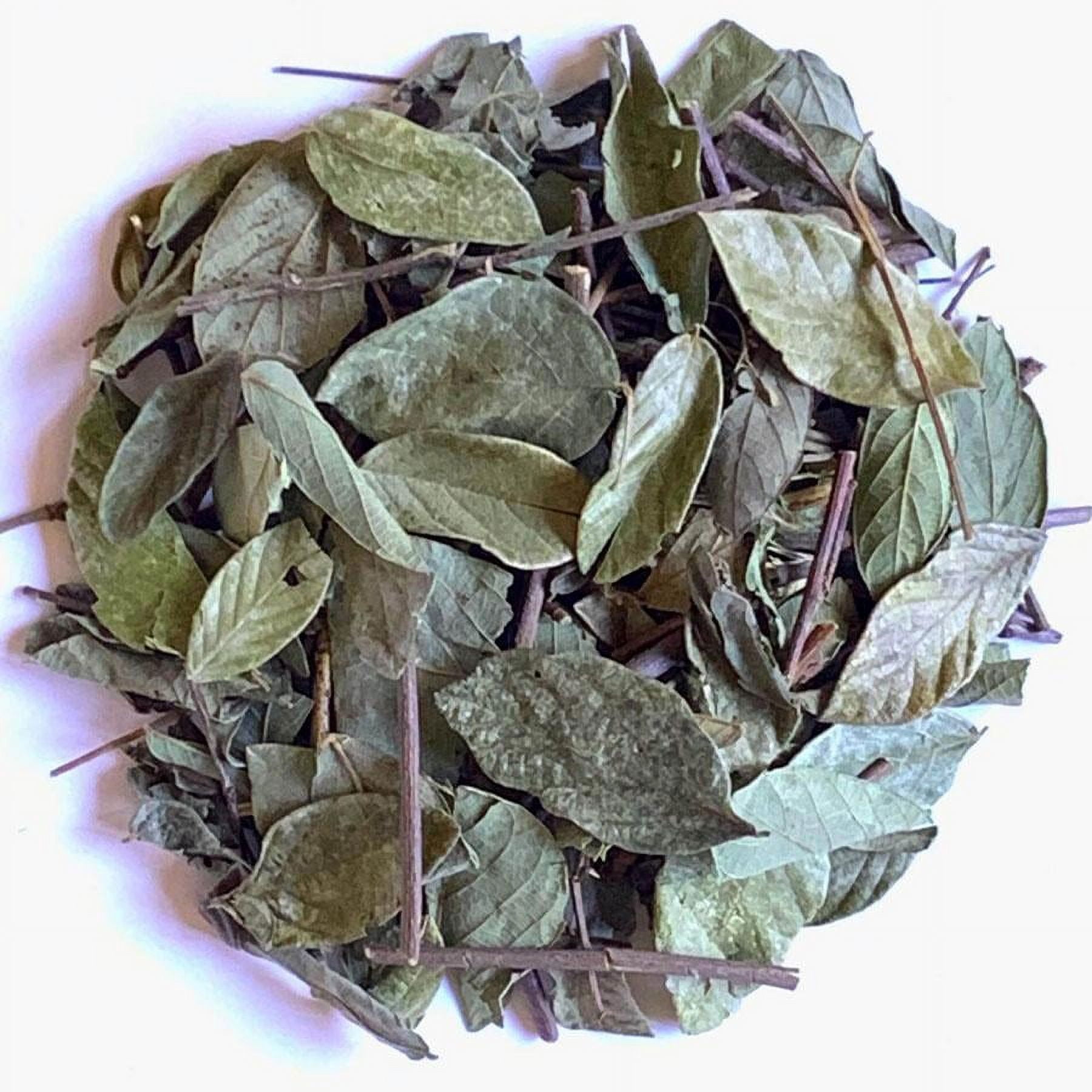 NY SPICE SHOP Jamaican Herb Leaves - 1 Pound - Strong Back Herb - Whole ...