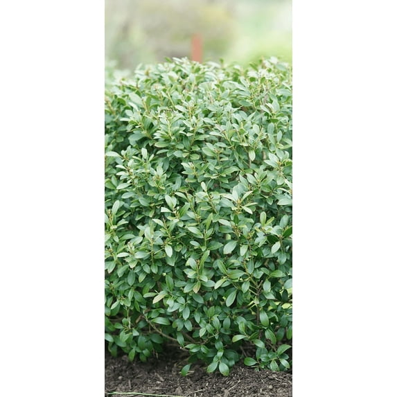 Strongbox Holly Live Plant 12-18" in Height in #3 Container - Walmart.com