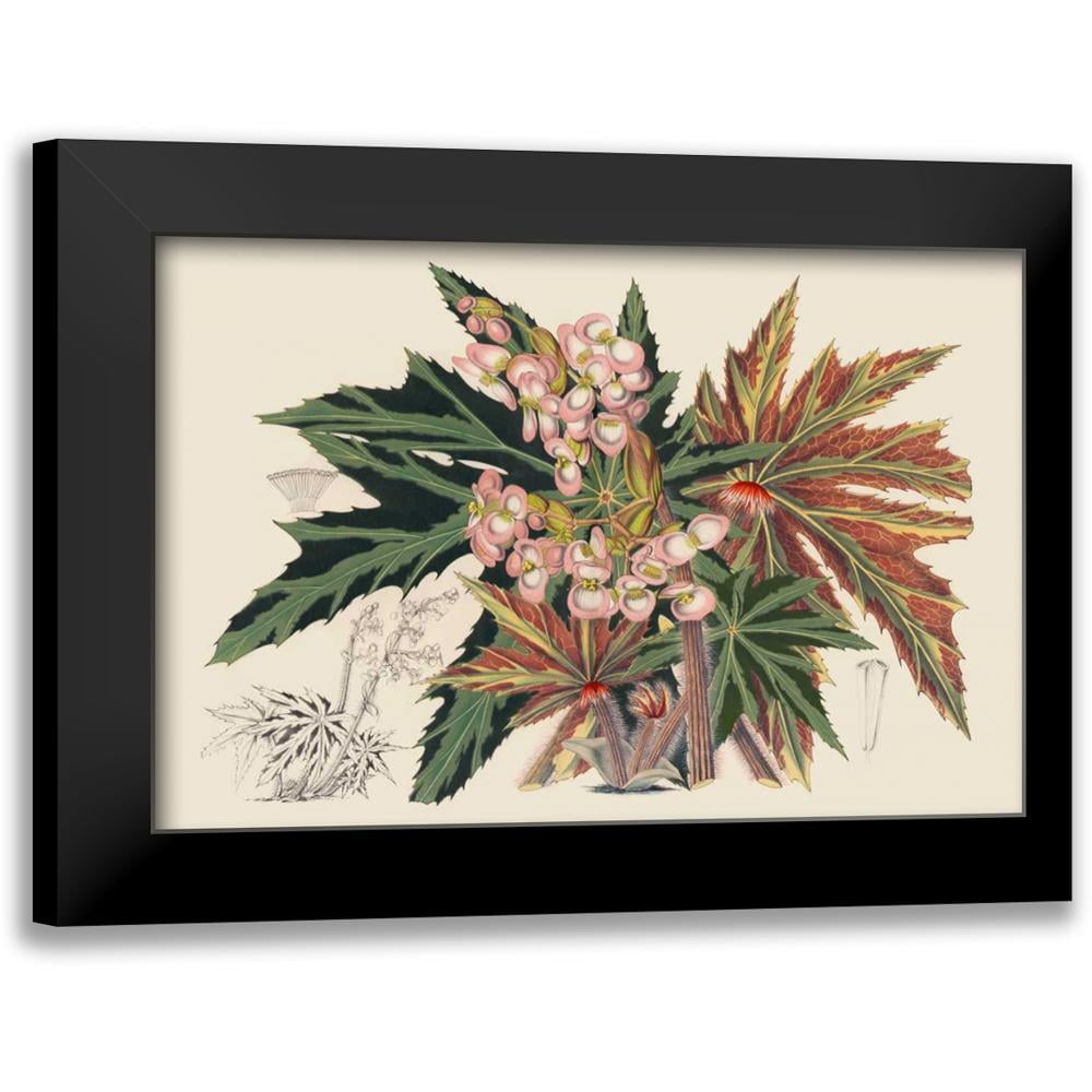 Stroobant 18x13 Black Modern Framed Museum Art Print Titled - Begonia ...