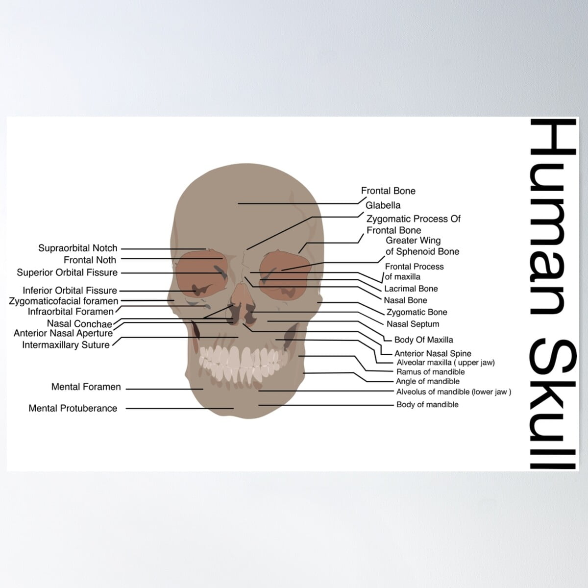 Structure Of The Human Skull Front View With Main Parts Labeled | Human ...