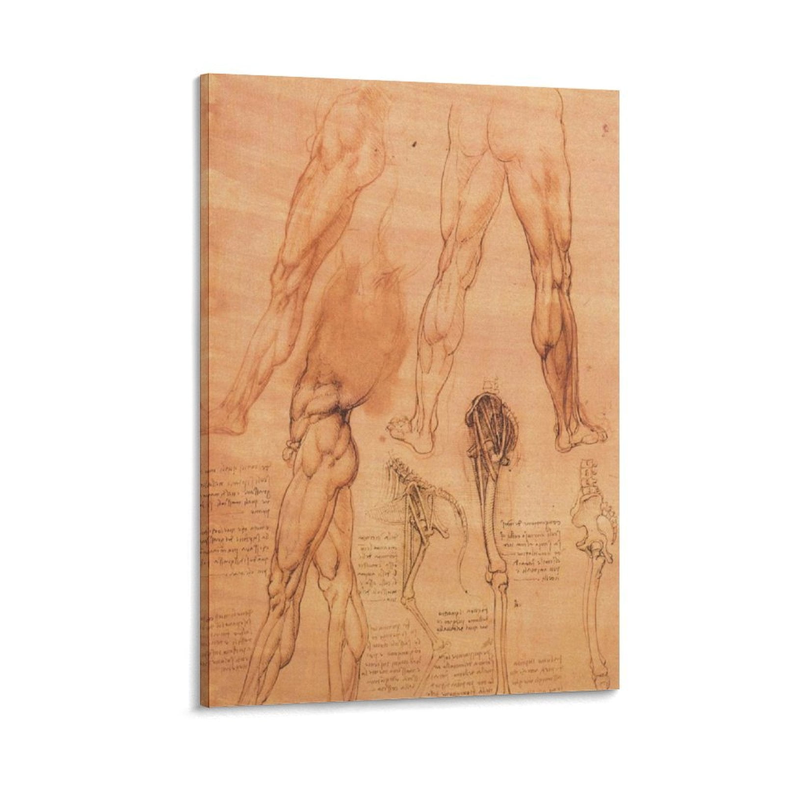 Studies of Legs of Man And The Leg of A Horse by Leonardo Da Vinci ...