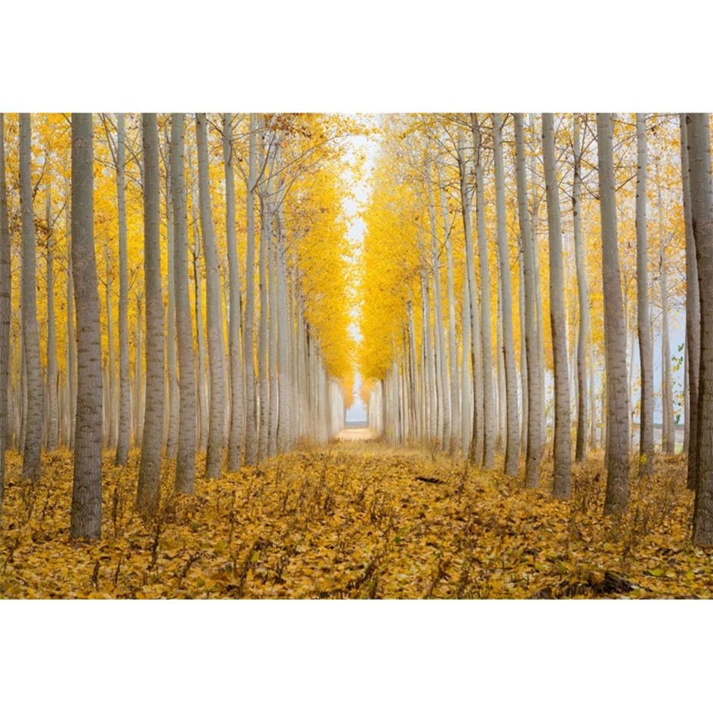 Studio Background Photo Party Wedding Landscape Natural Real Leaves ...