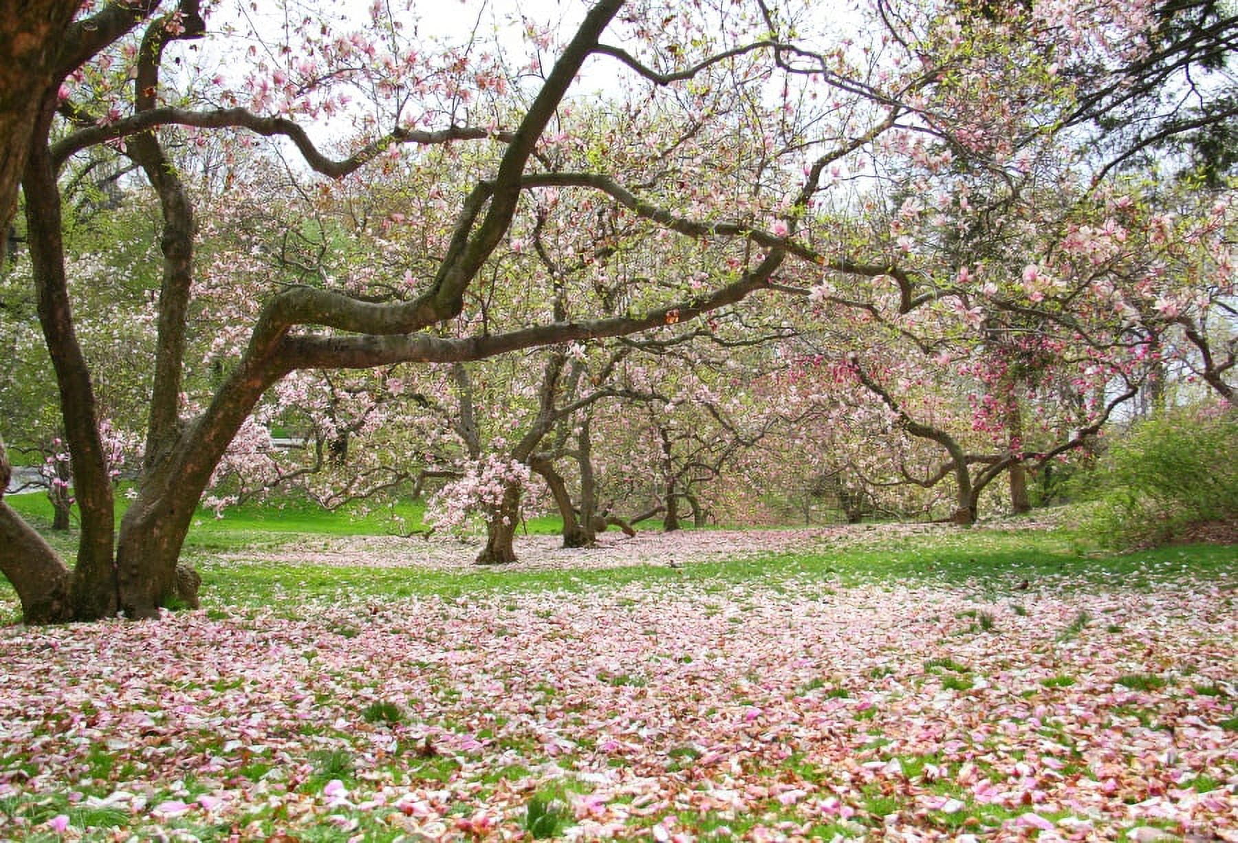 Studio Photo Backdrops Photo Backgrounds Photo Scenic Sunshine Grass ...