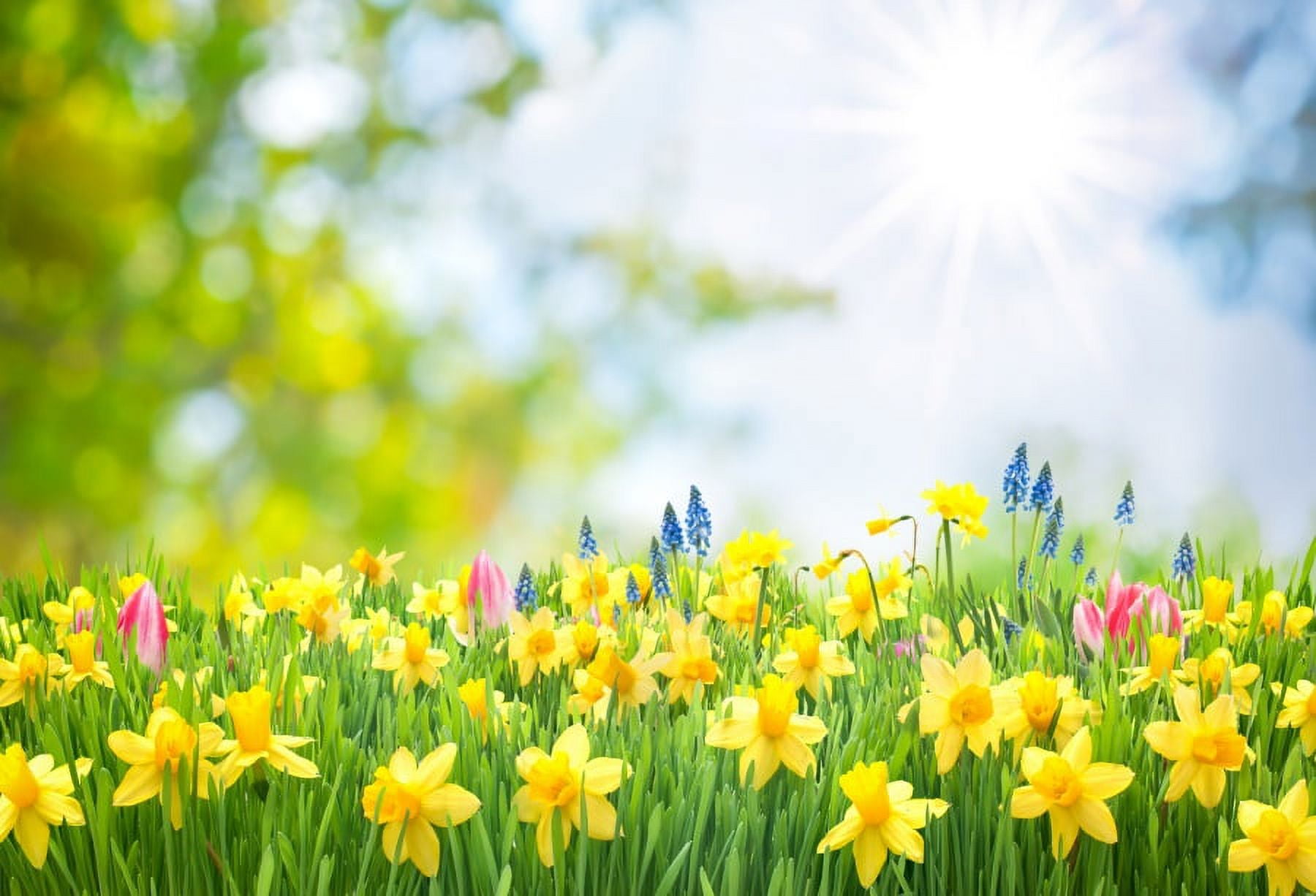 Studio Photo Backdrops Photo Backgrounds Photo Scenic Sunshine Grass ...