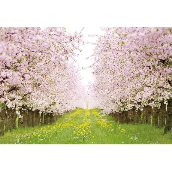 Studio Photo Backdrops Photo Backgrounds Photo Scenic Sunshine Grass ...