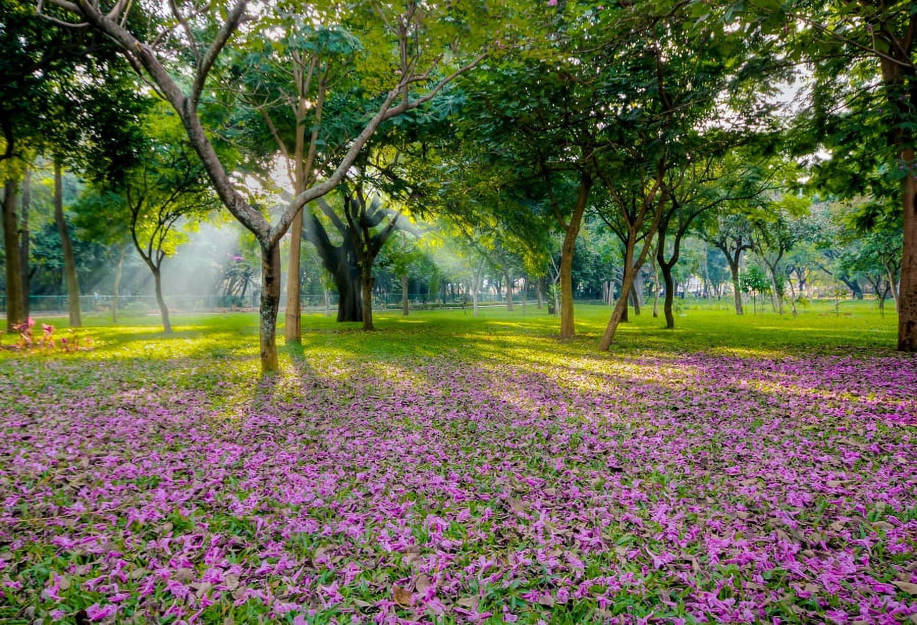 Studio Photo Backdrops Photo Backgrounds Photo Scenic Sunshine Grass ...