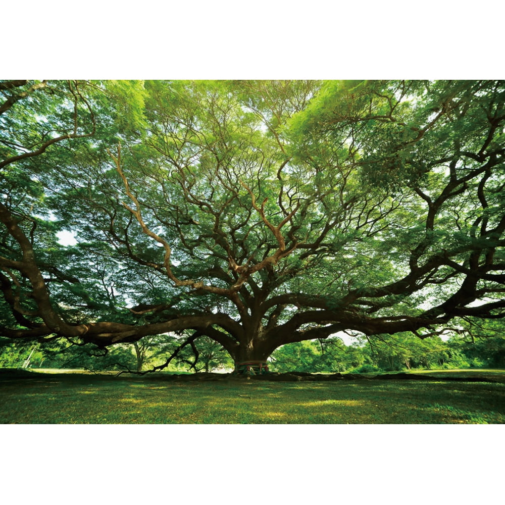 Studio Photo Backdrops r Room Scenic Natural Leaves Green Forest Rain ...