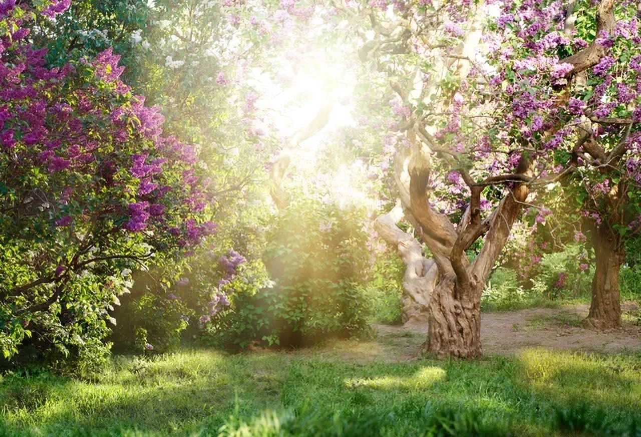 Studio Photo Photocall Backgrounds Photographic Scenic Outdoor Natural ...