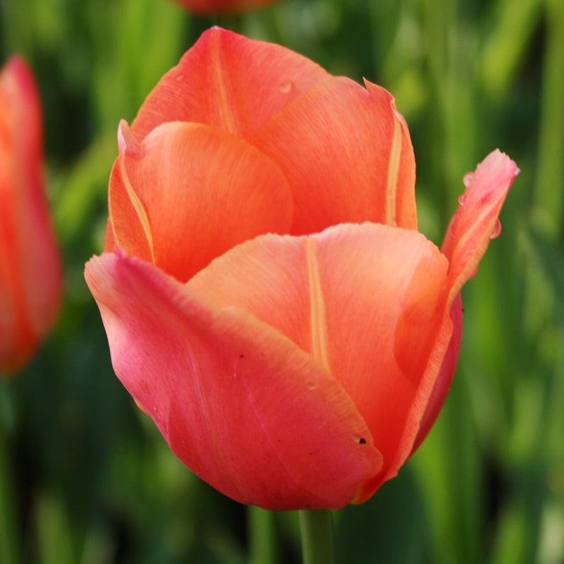 Stunning Apricot Single Early Tulip Flower Bulbs - 10 Bulbs per Pack ...
