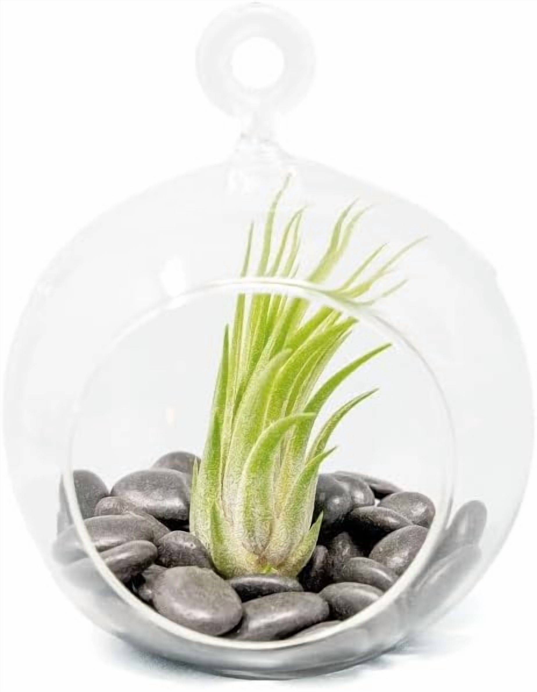 Stunning Flat Bottom Globe Plant Terrarium Kit - Small Assorted Air ...
