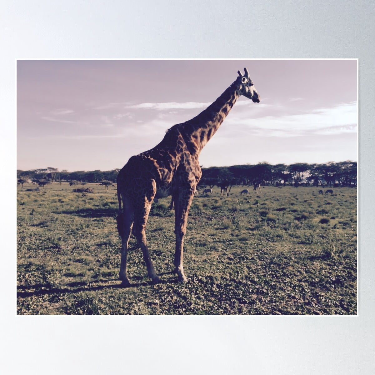 Stunning Giraffe Art Print: Close-Up At Tanzanian Sunset With Wildlife ...