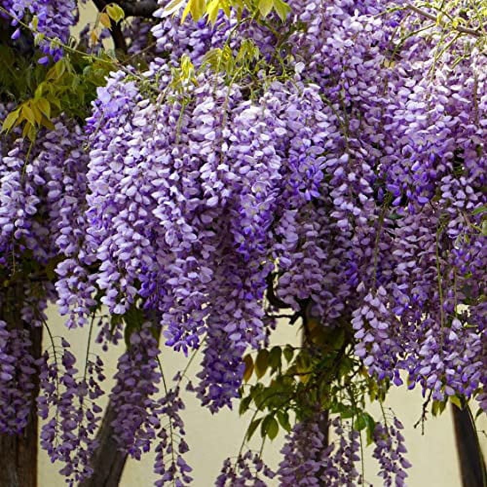 "Live Chinese Blue Weeping Wisteria Tree, 1 Potted Fresh Plant, 12 ...