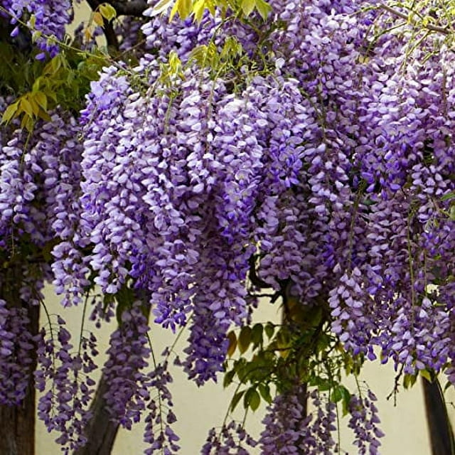"Live Chinese Blue Weeping Wisteria Tree, 1 Potted Fresh Plant, 12 ...