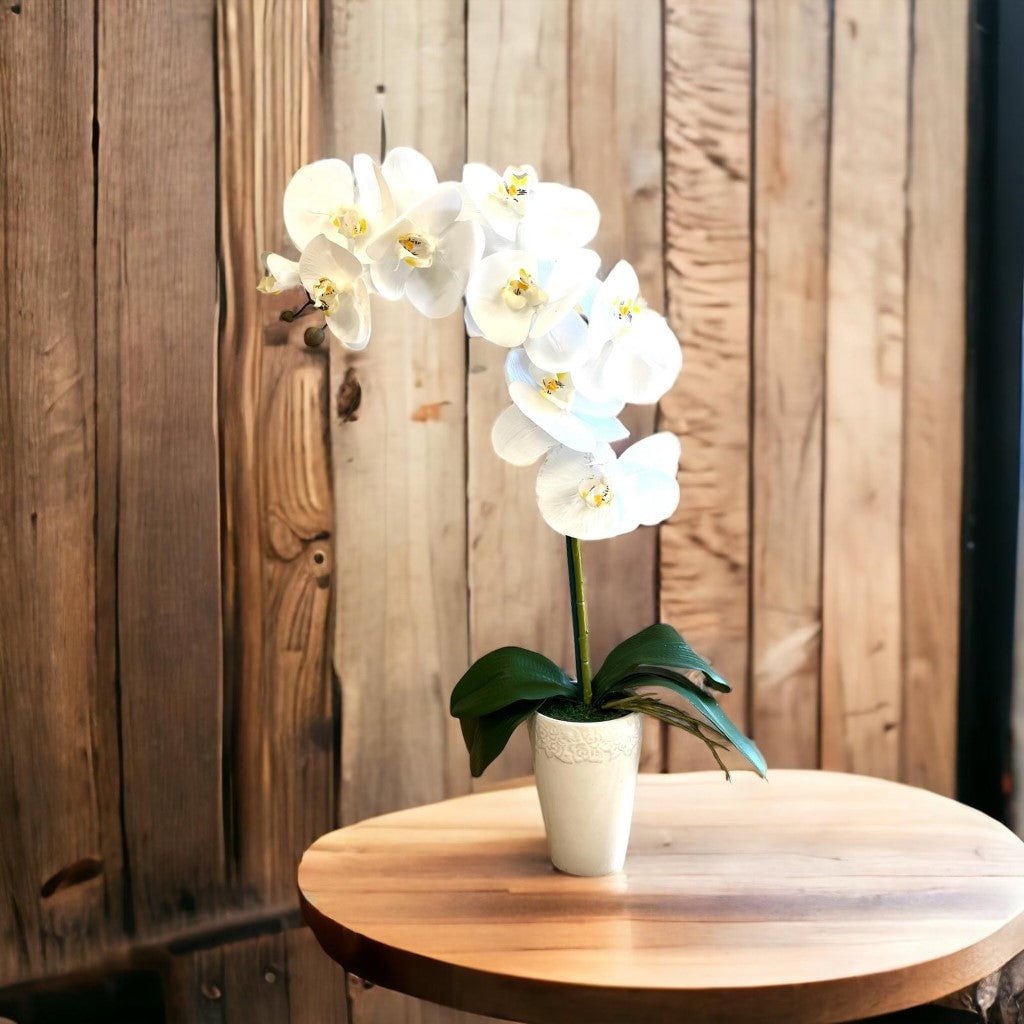 Stunning Orchids in Conical Pot White • White Ceramic Pot • 1 Stem ...