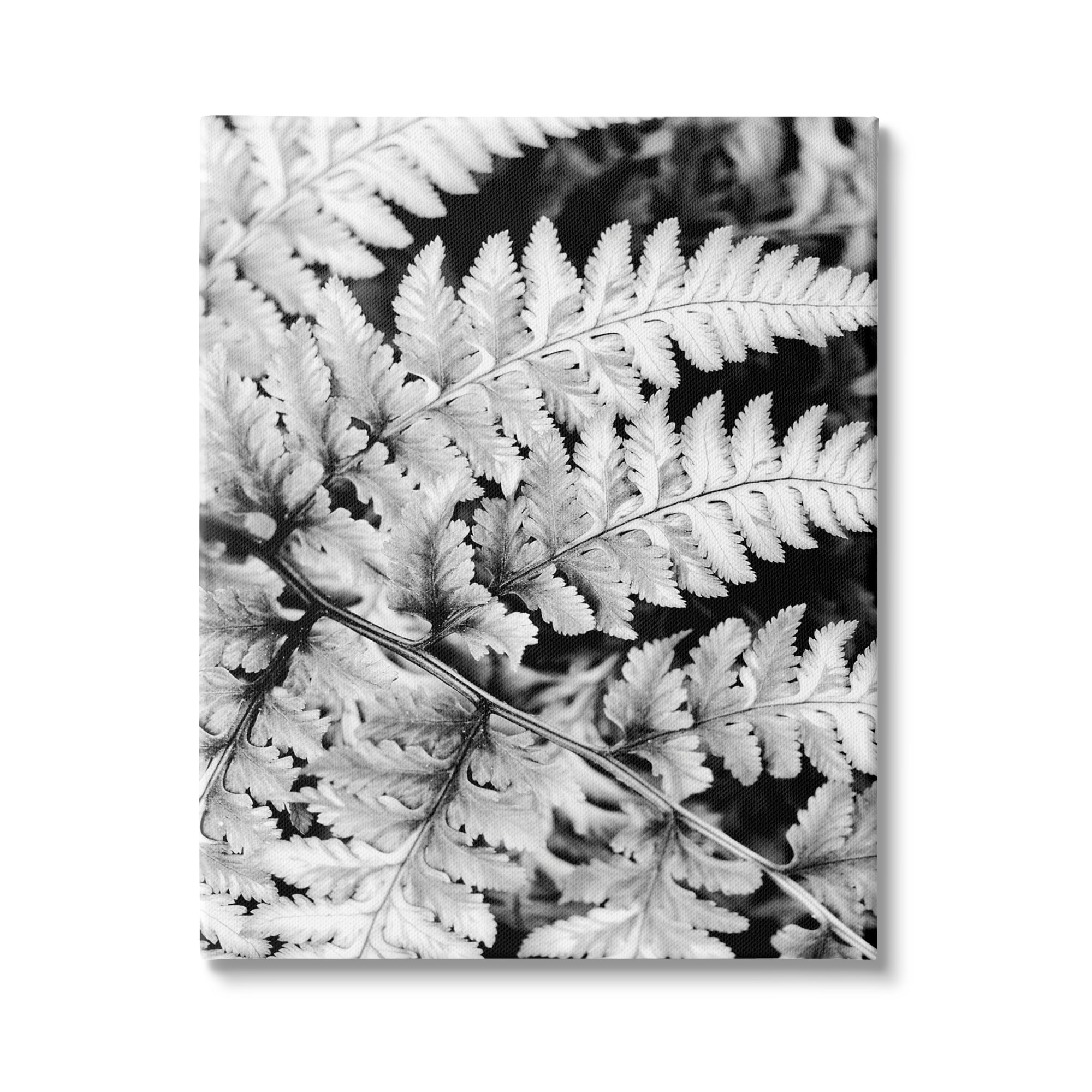 Stupell Indtries Forest Fern Fronds High Contrast Black White ...