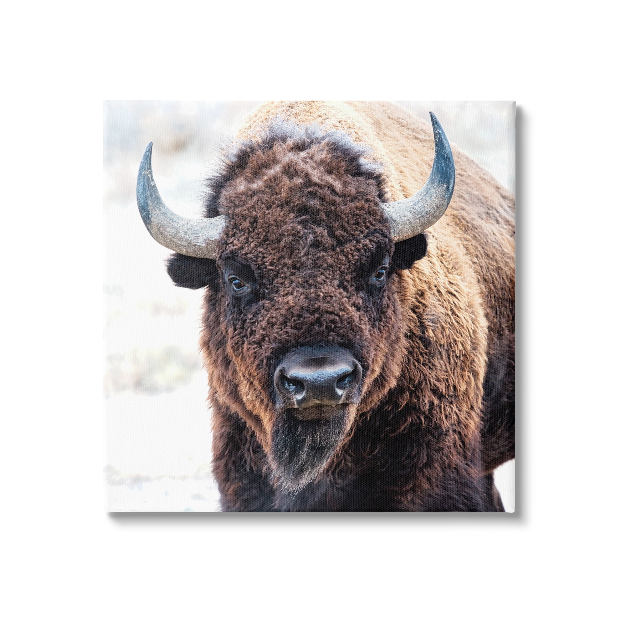 Stupell Industries American Bison Photography Animals & Insects ...
