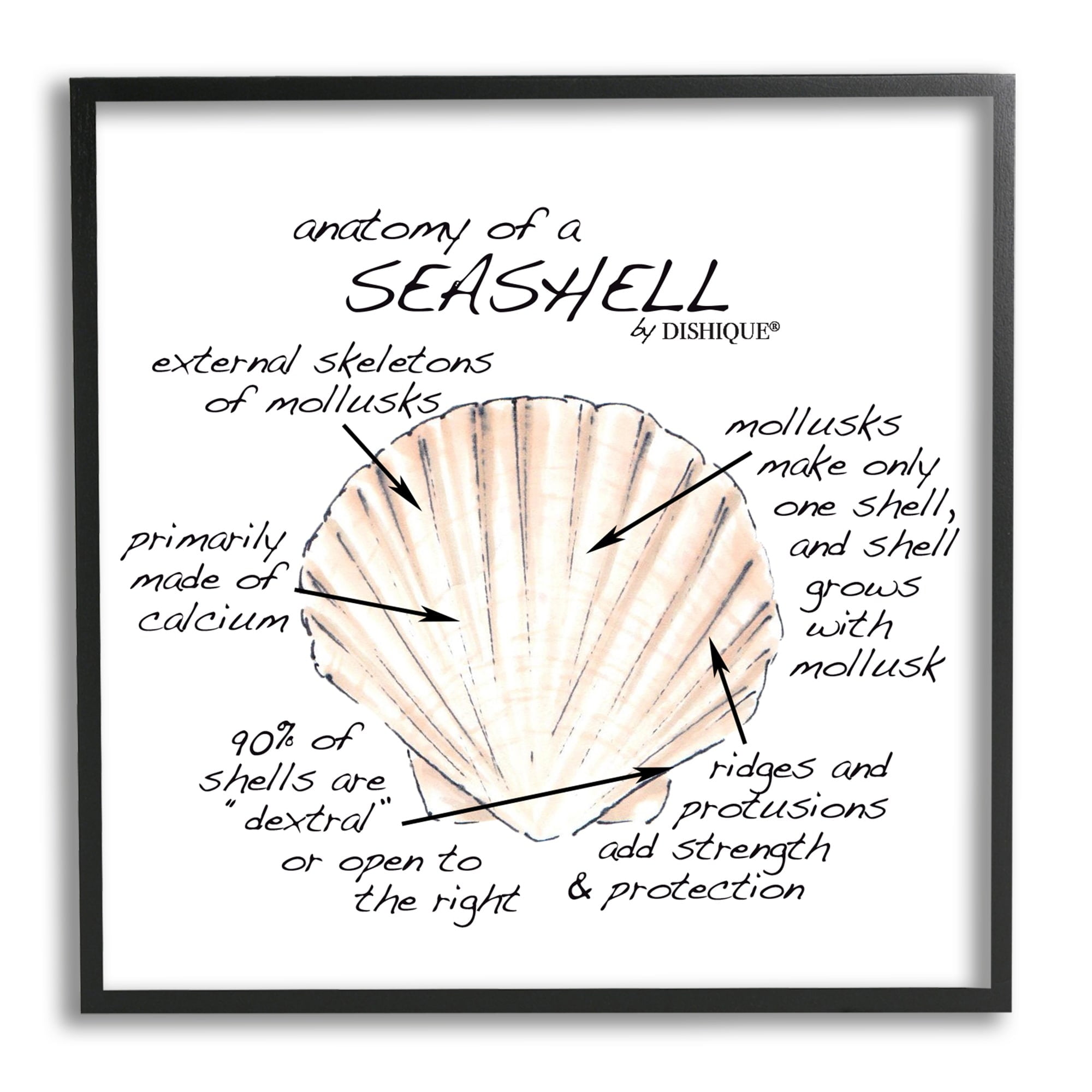 Stupell Industries Anatomy of Seashell Chart Framed Art Print - Walmart.com