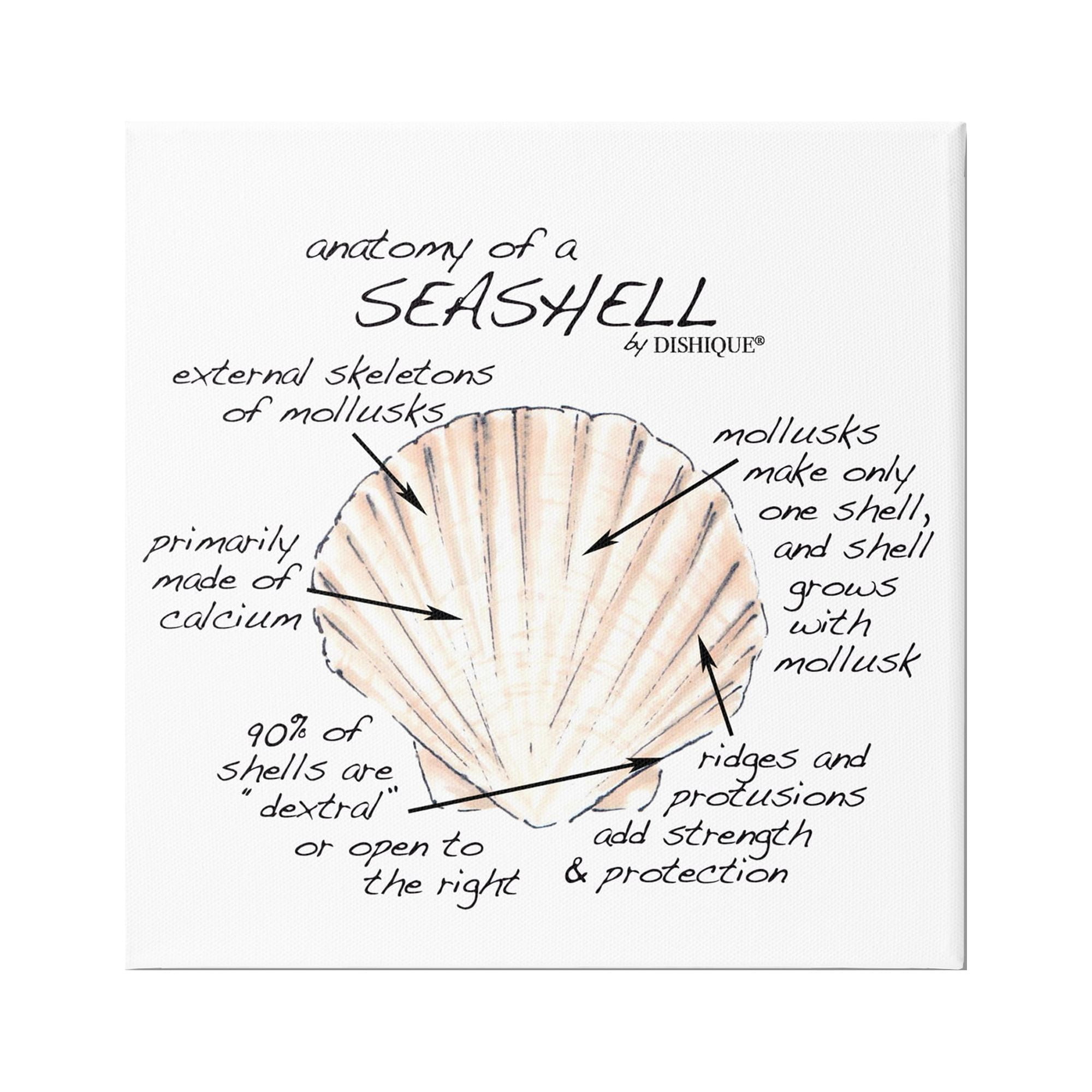 Stupell Industries Anatomy of Seashell Educational Marine Life Facts ...