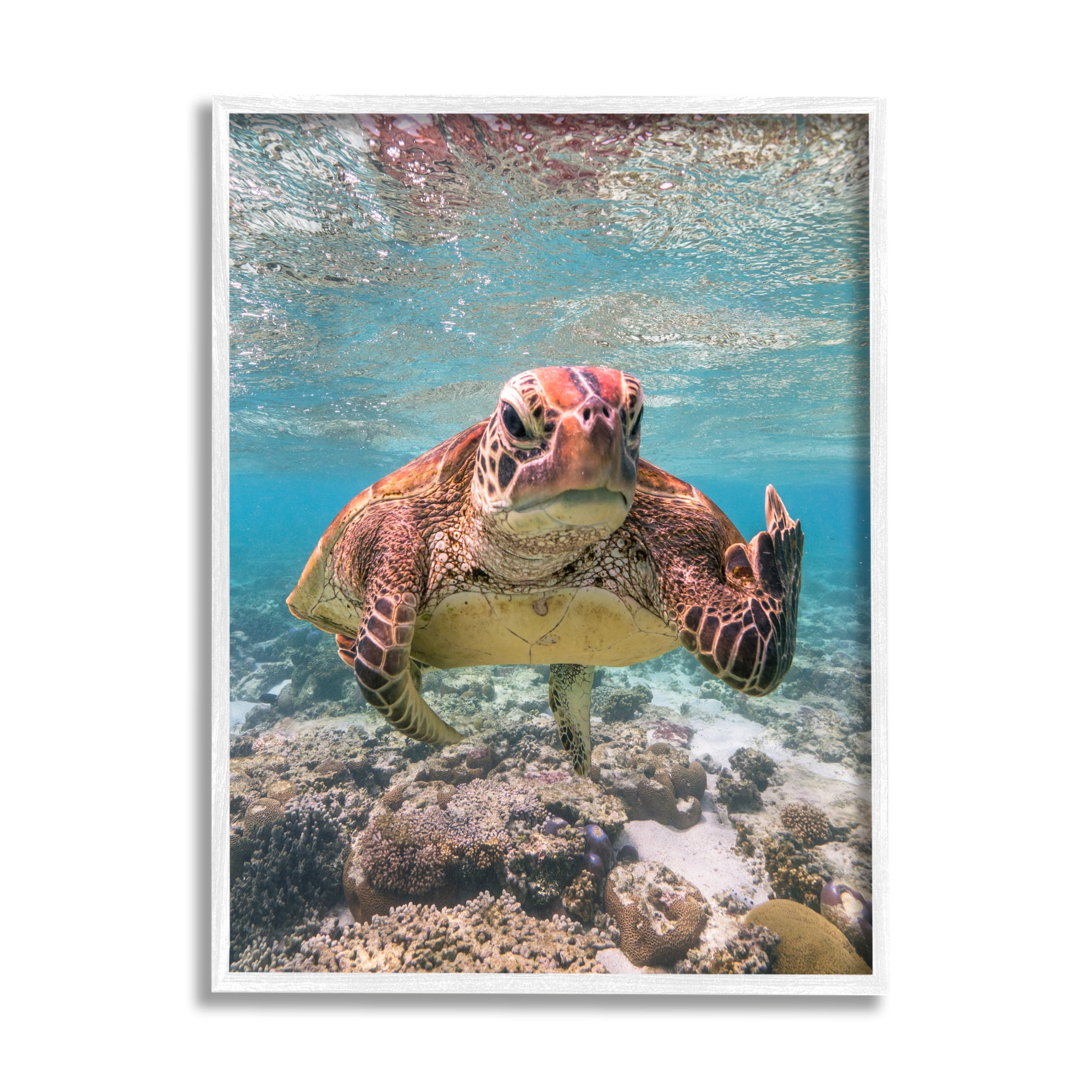 Stupell Industries Angry Turtle Framed Art Print 24x30 - Walmart.com