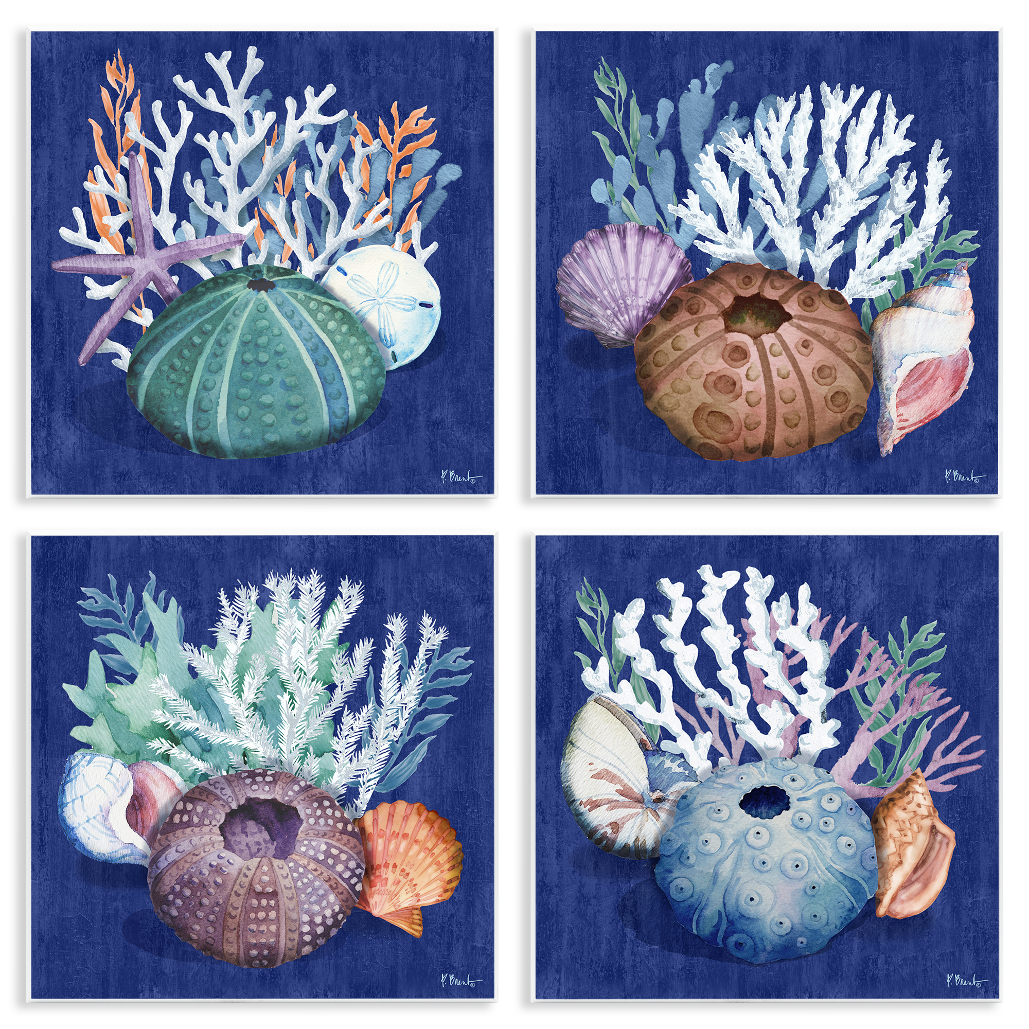Stupell Industries Aquatic Shells Still Life Nautical & Beach Painting ...