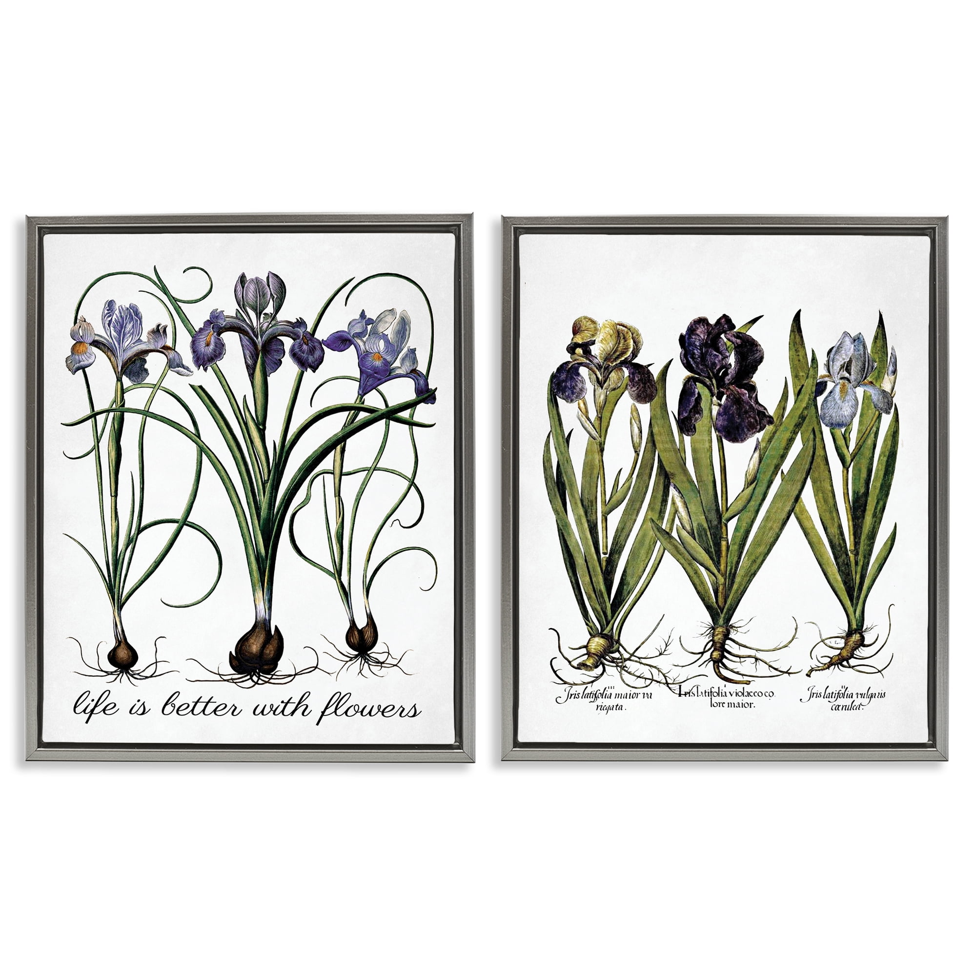 Stupell Industries Better with Flowers Iris Bulb Plants & Flowers ...